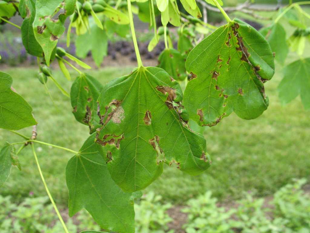 Anthracnose of Trees